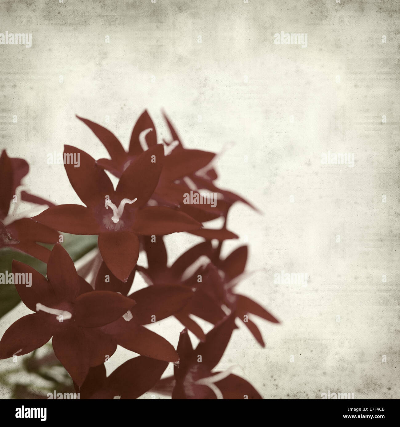 textured old paper background with pentas flowers Stock Photo - Alamy