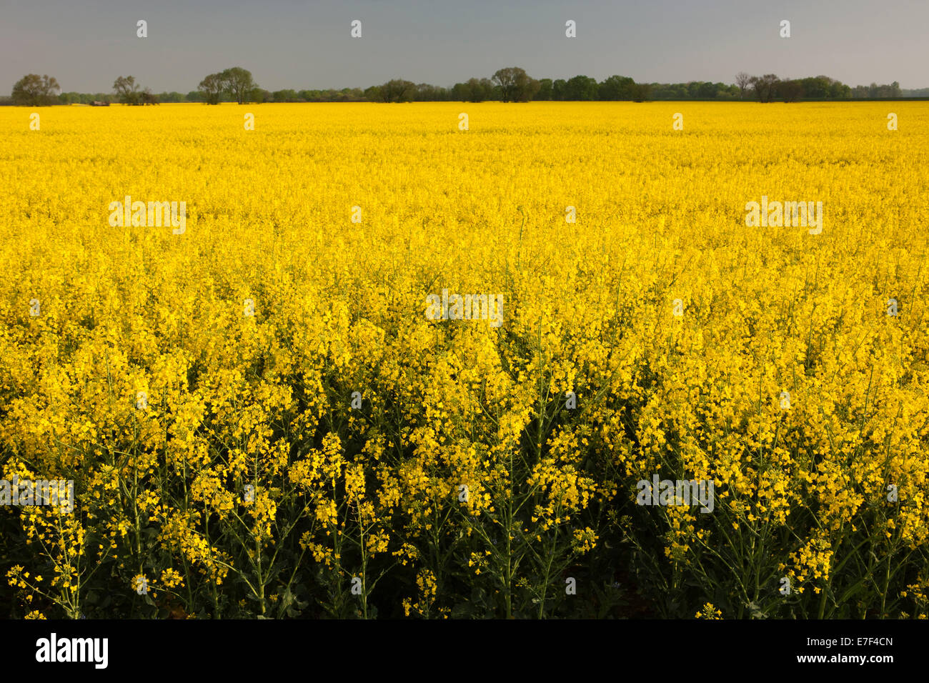 Blooming rapeseed field (Brassica napus), Thuringia, Germany Stock ...