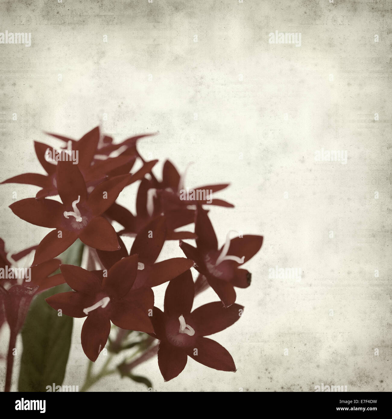 textured old paper background with pentas flowers Stock Photo - Alamy