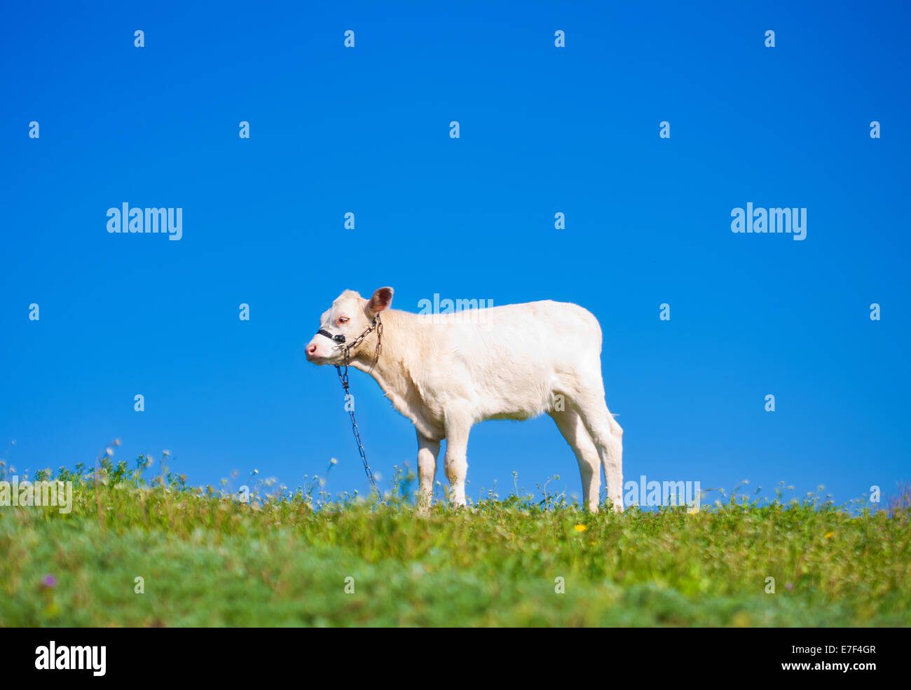 Cute calf hi-res stock photography and images - Alamy