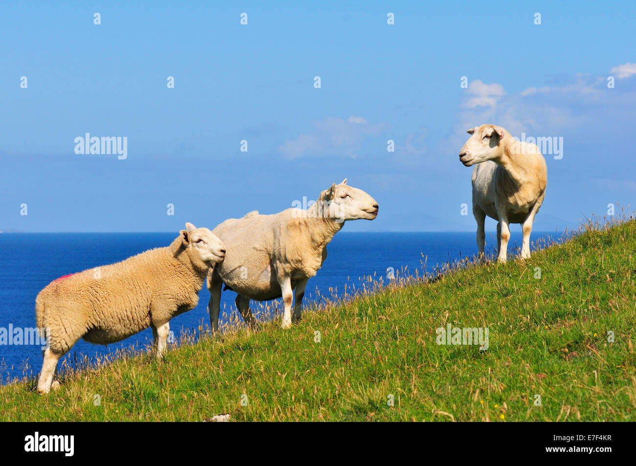 Three sheep on a meadow, Neist Point, Ross, Skye and Lochaber, Isle of ...