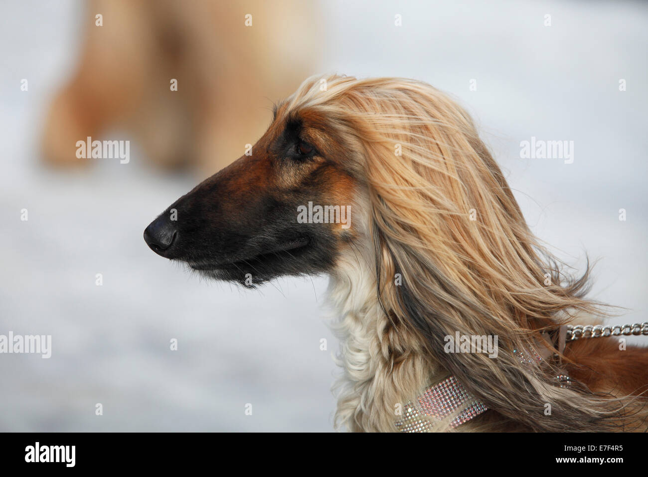 Portrait Dog Head Profile Greyhound High Resolution Stock Photography ...