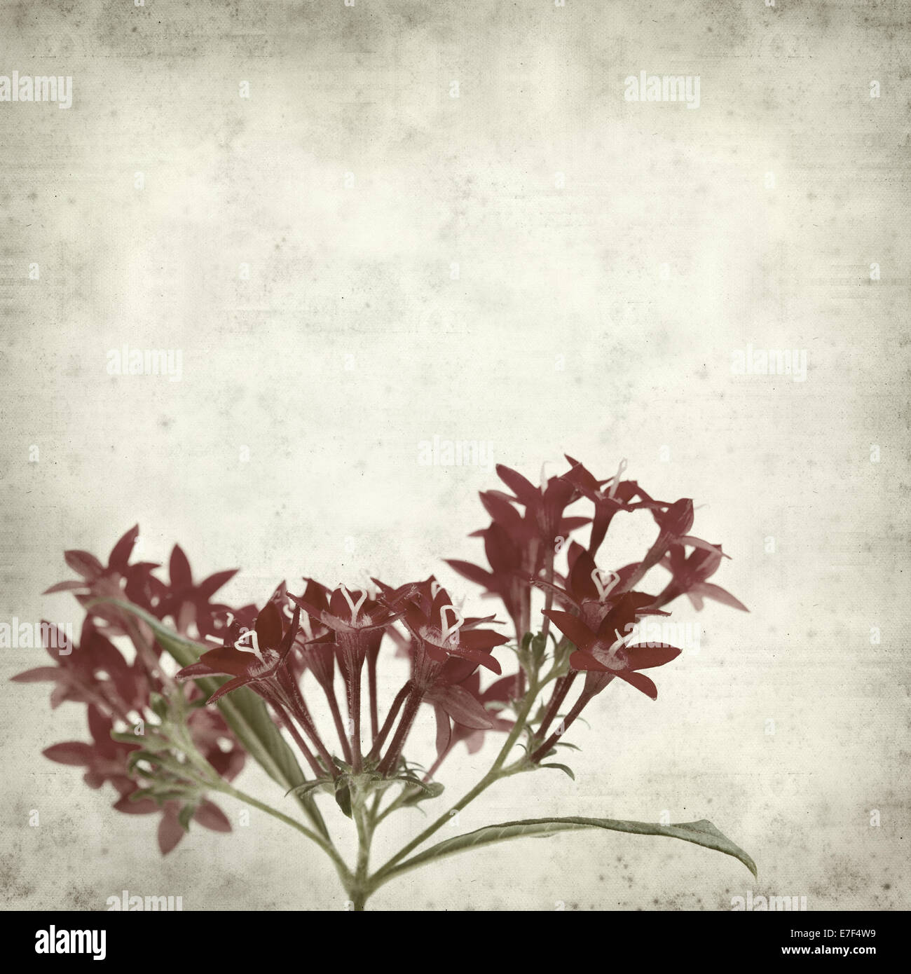 textured old paper background with pentas flowers Stock Photo - Alamy