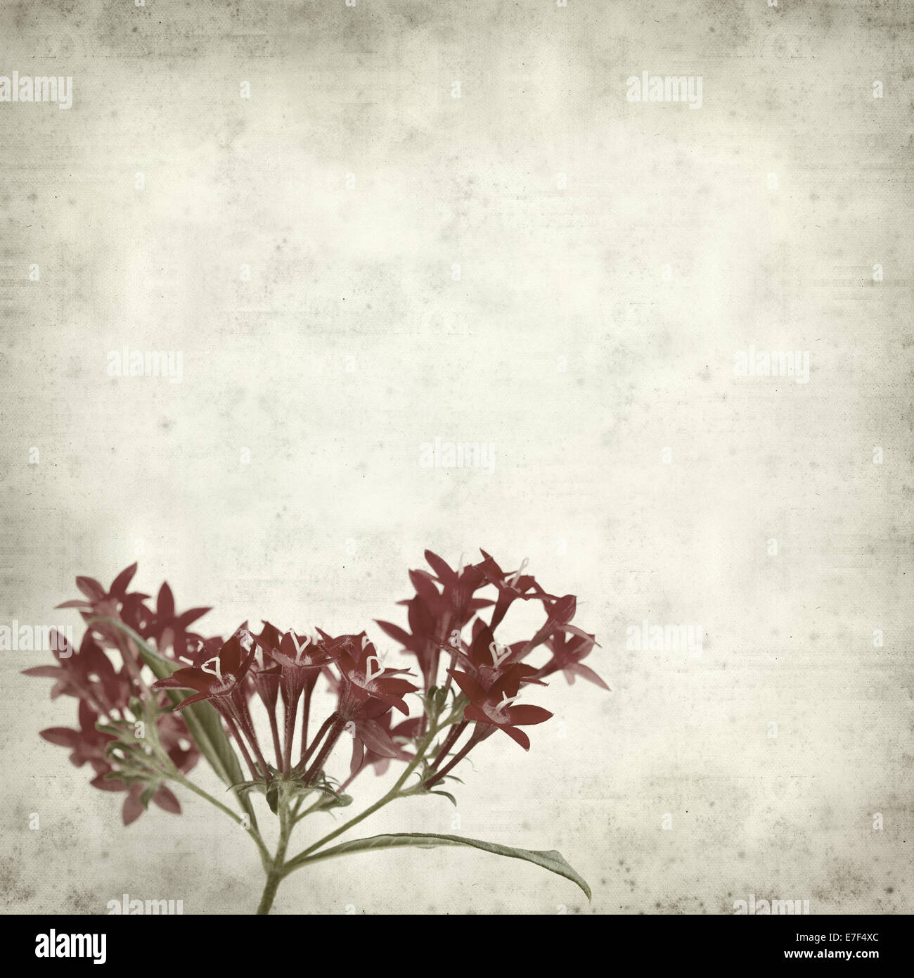 textured old paper background with pentas flowers Stock Photo - Alamy