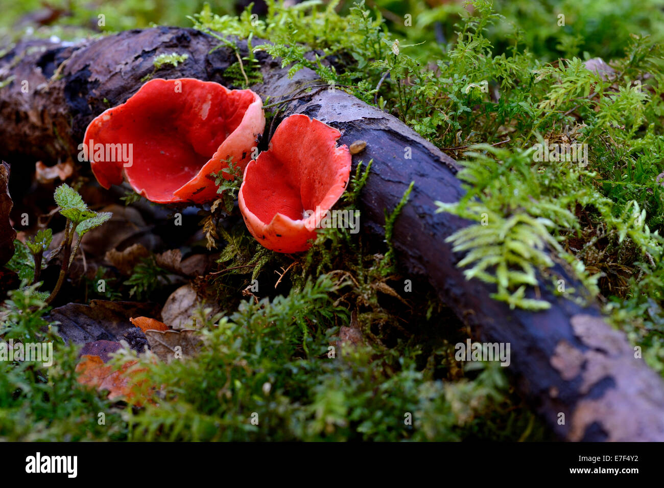 Scarlet Elf Cup, Scarlet Elf Cap or the Scarlet Cup (Sarcoscypha ...