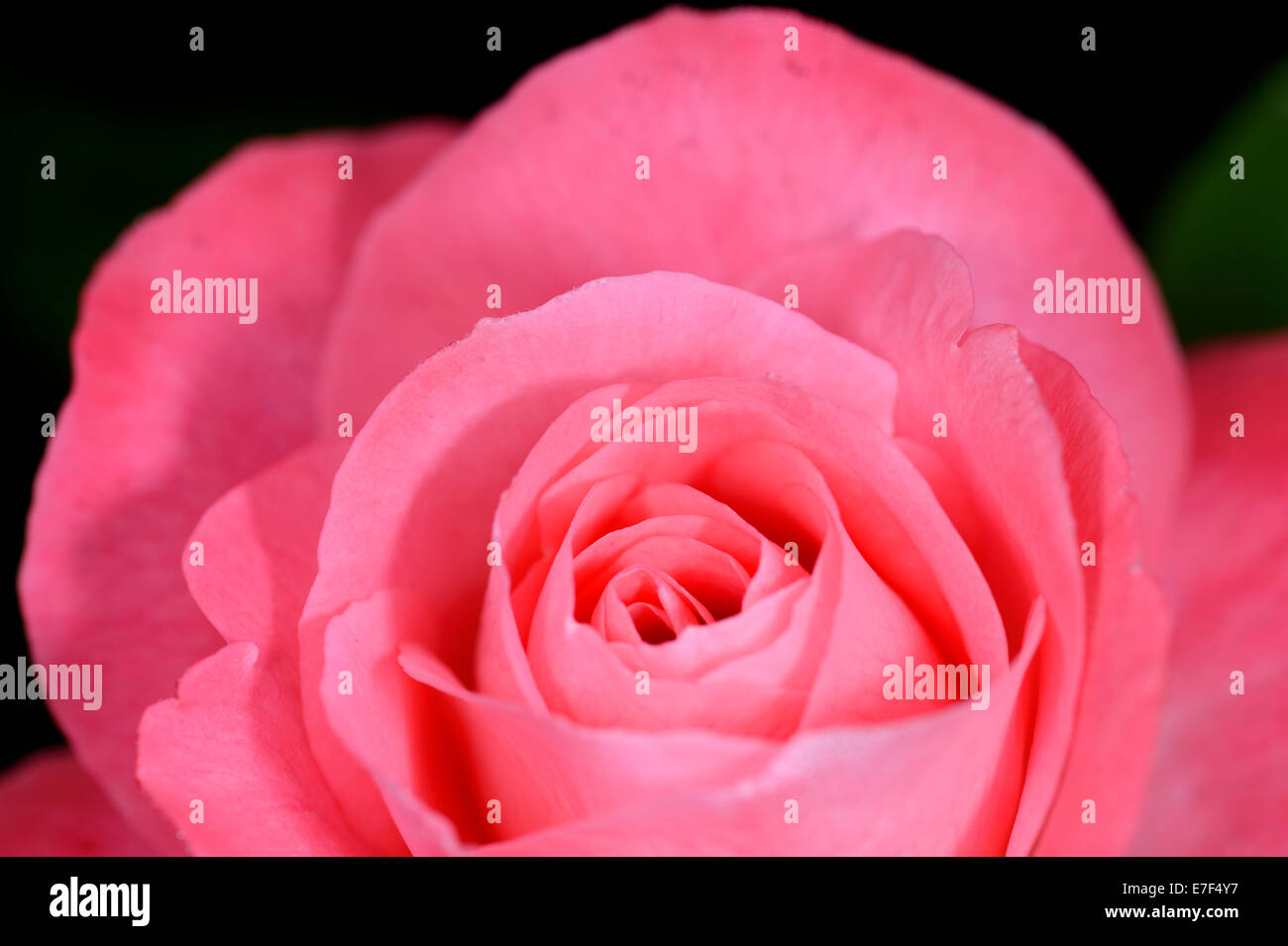 Rose (Rosa), flower Stock Photo - Alamy