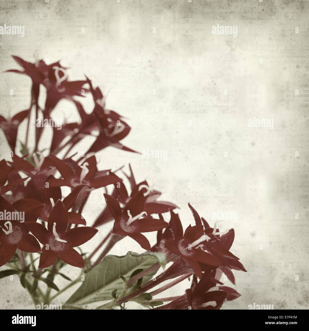 textured old paper background with pentas flowers Stock Photo - Alamy