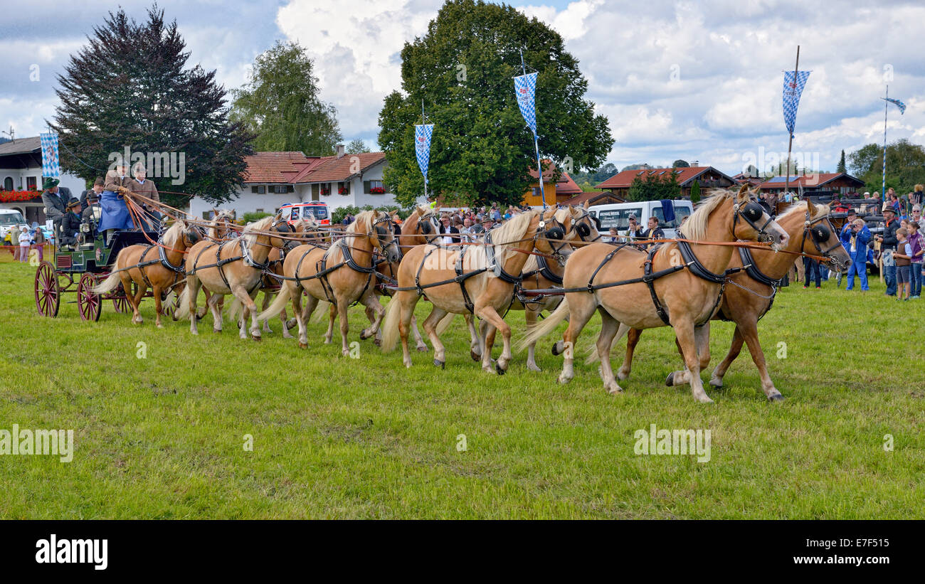 The ten horses hi-res stock photography and images - Alamy