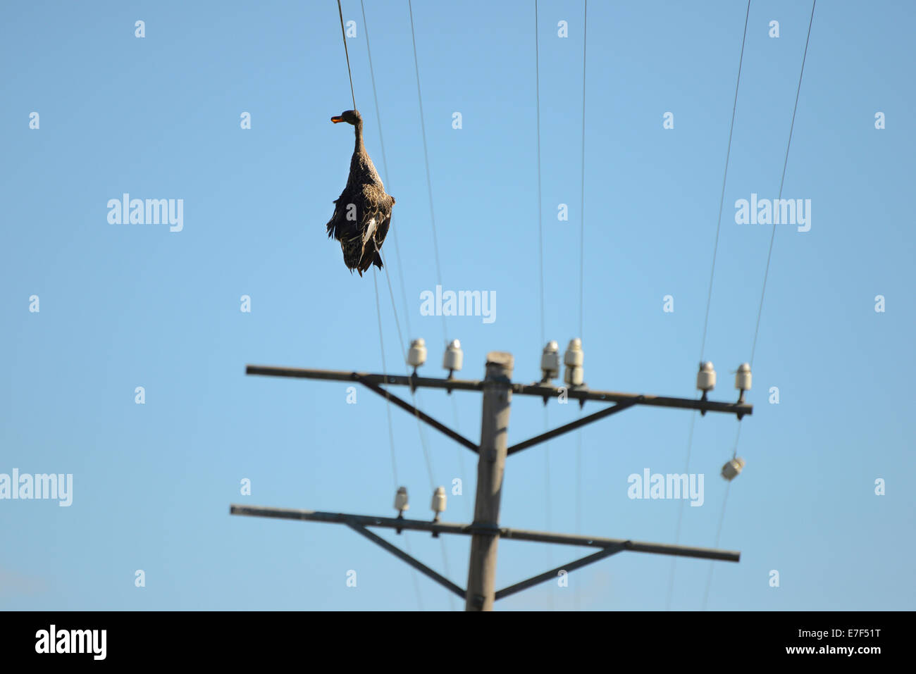Duck of death hi-res stock photography and images - Alamy