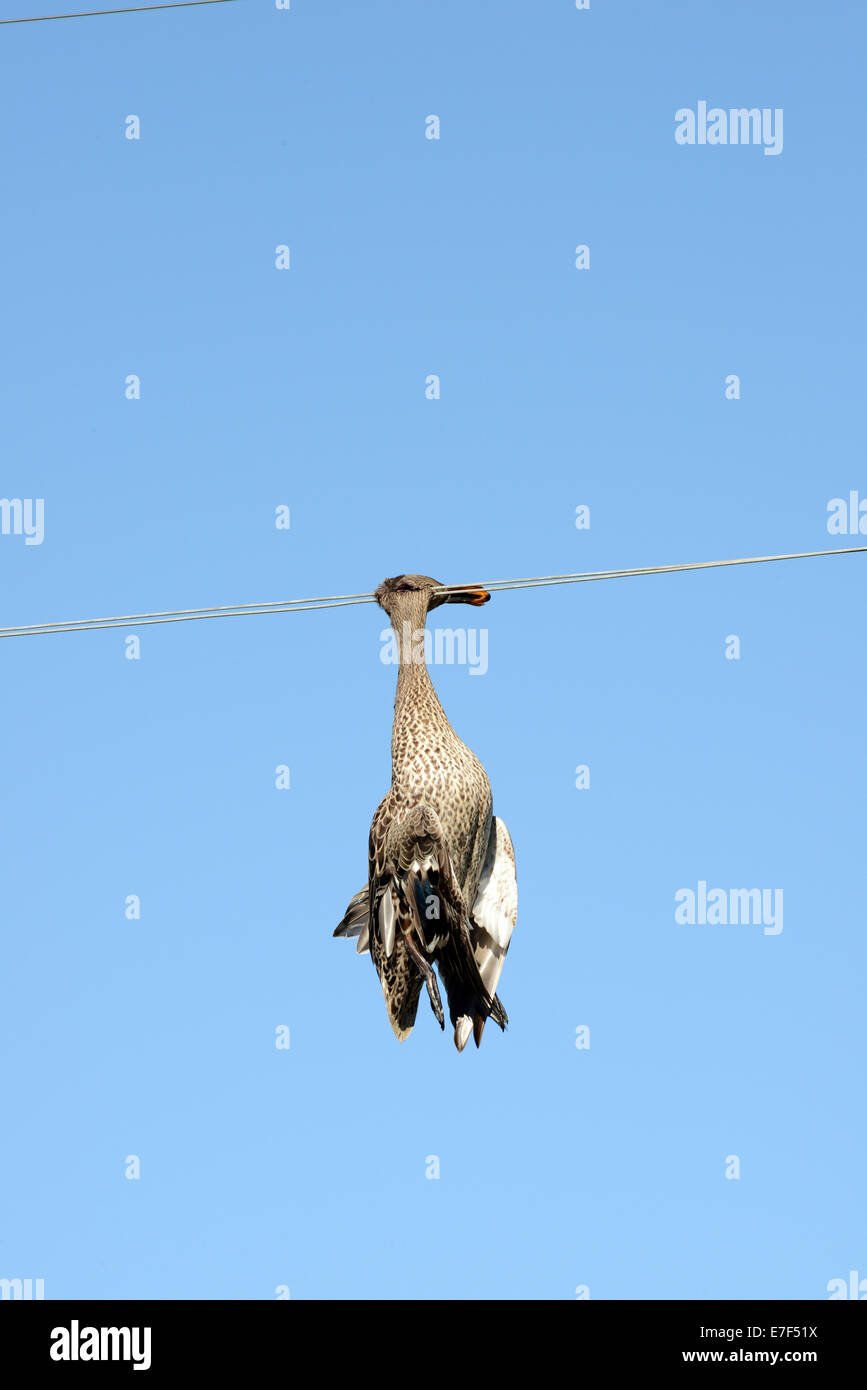 Dead duck hanging on a power line, wildlife accident, Free State ...