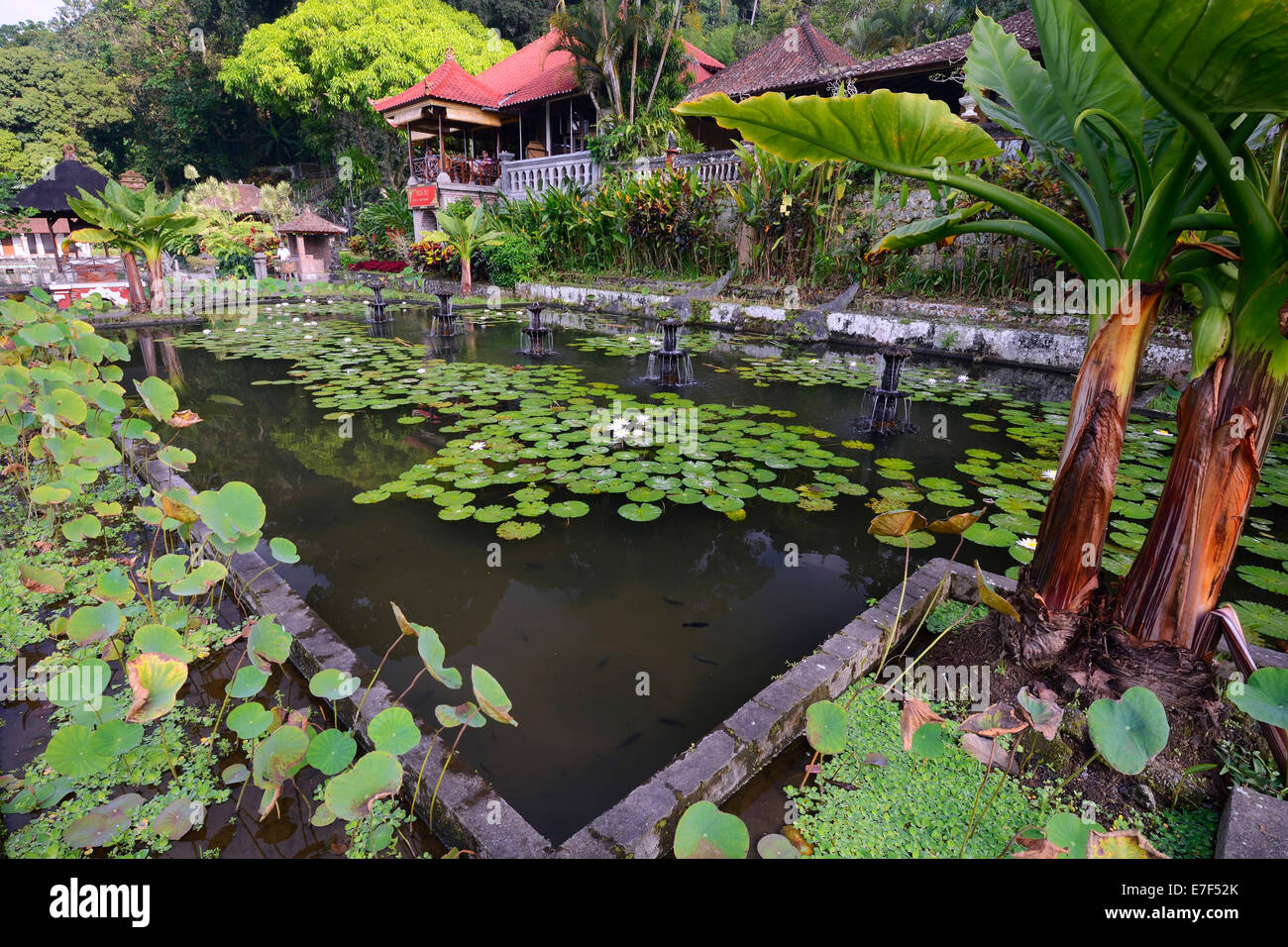 Pond with lotus plants at the Tirta Gangga Water Temple, Bali ...
