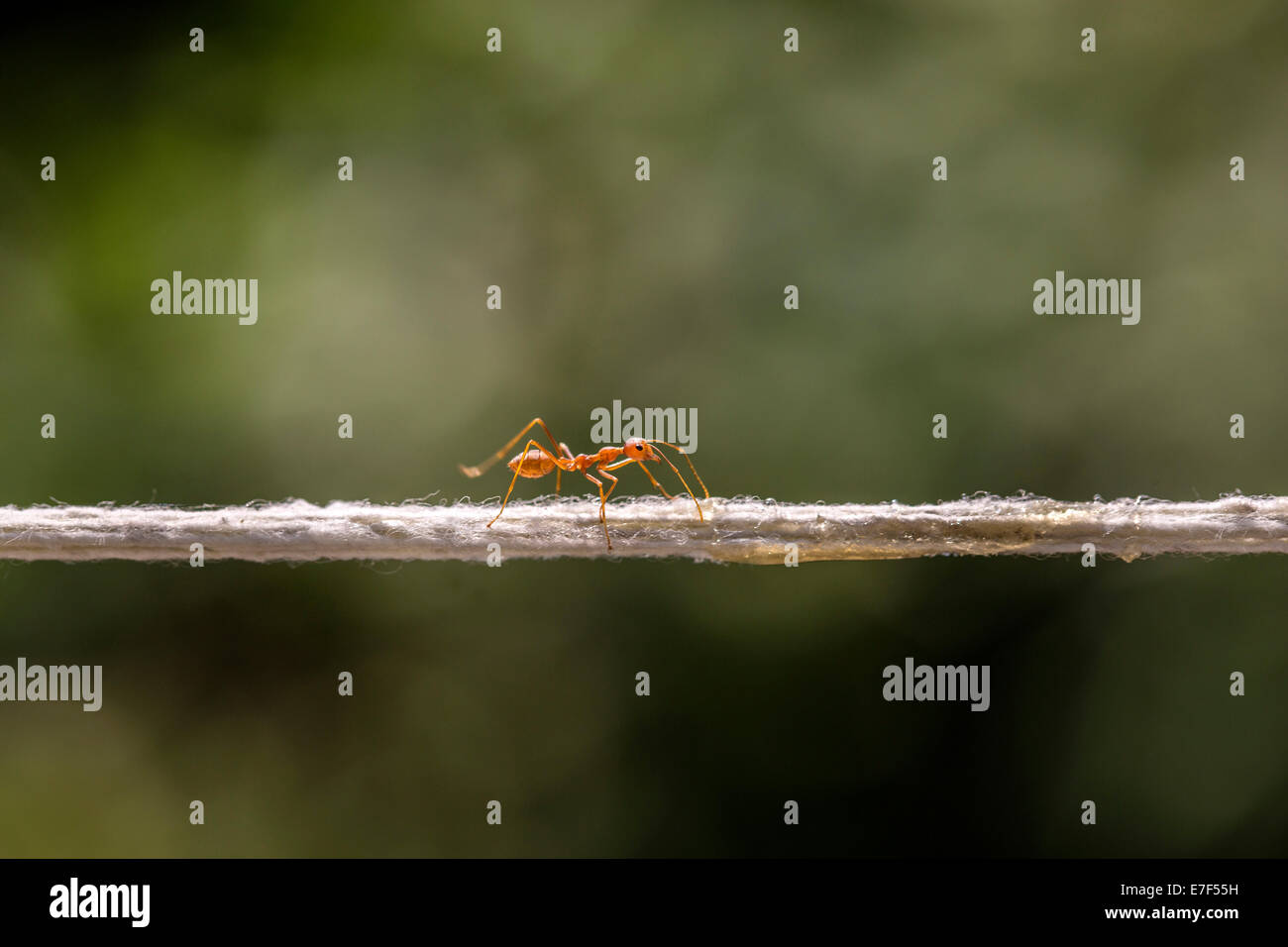 Weaver Ant (Oecophylla smaragdina) balancing on a string, Chiang Mai ...