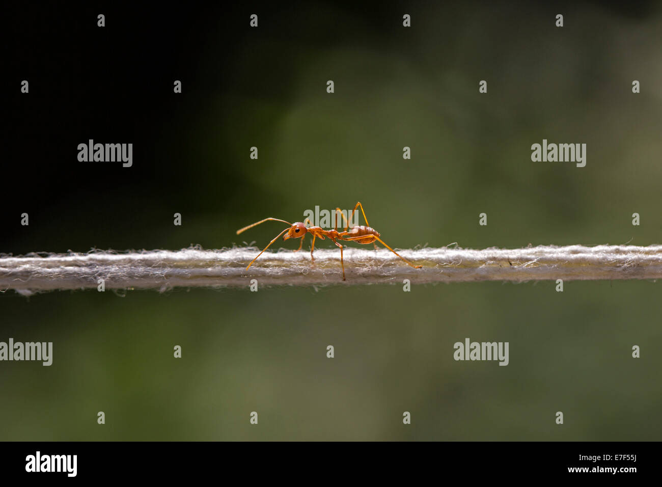 Weaver Ant (Oecophylla smaragdina) balancing on a string, Chiang Mai ...