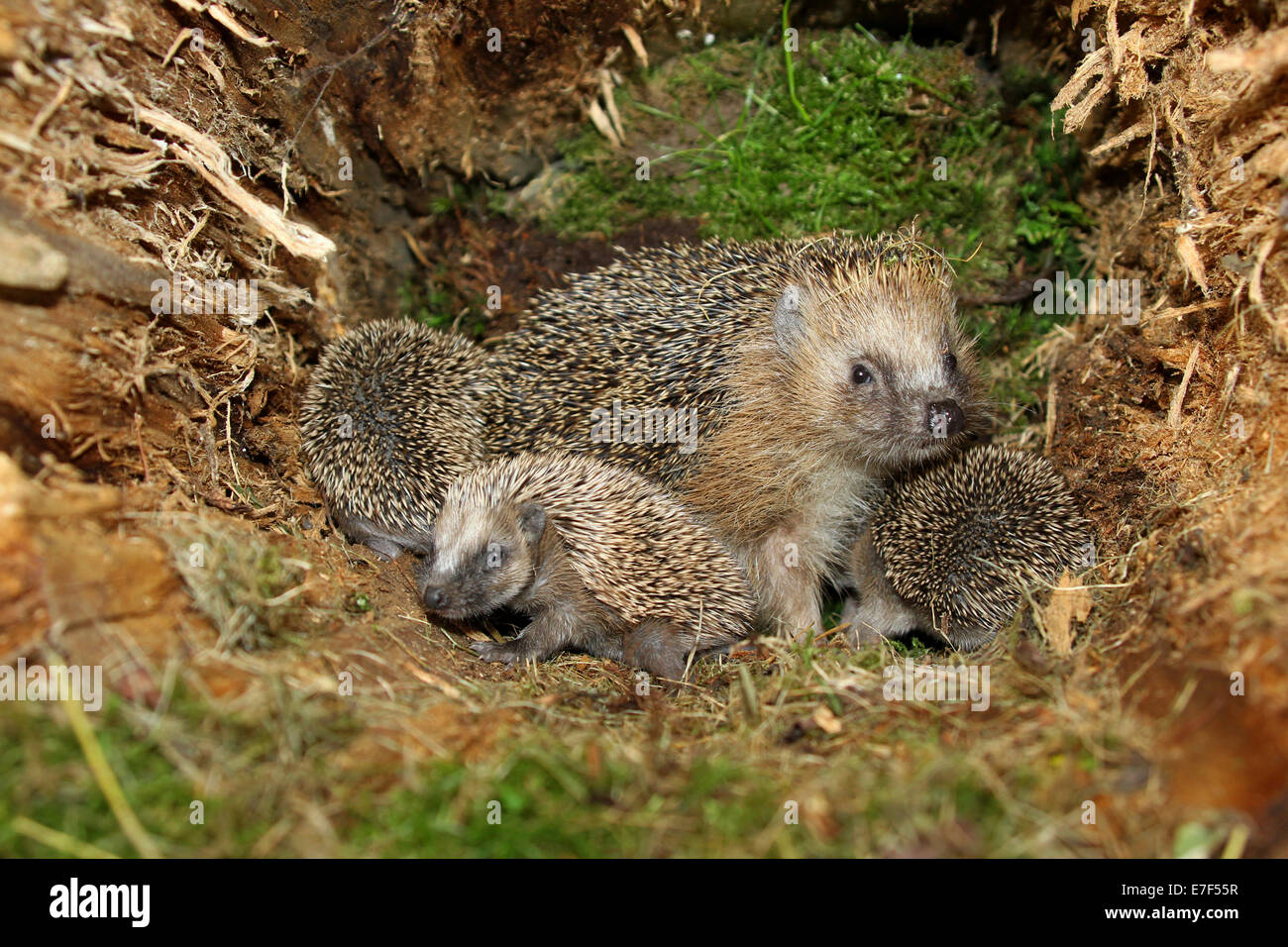 Hedgehog nest hi-res stock photography and images - Alamy