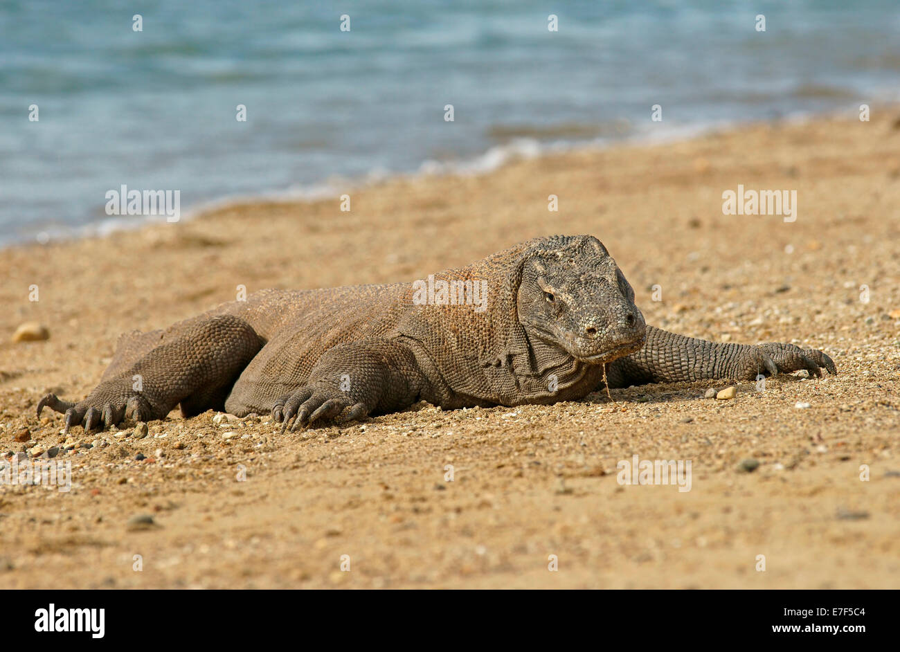 Komodo dragon full body hi-res stock photography and images - Alamy