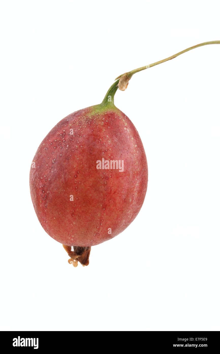 Gooseberry hi-res stock photography and images - Alamy