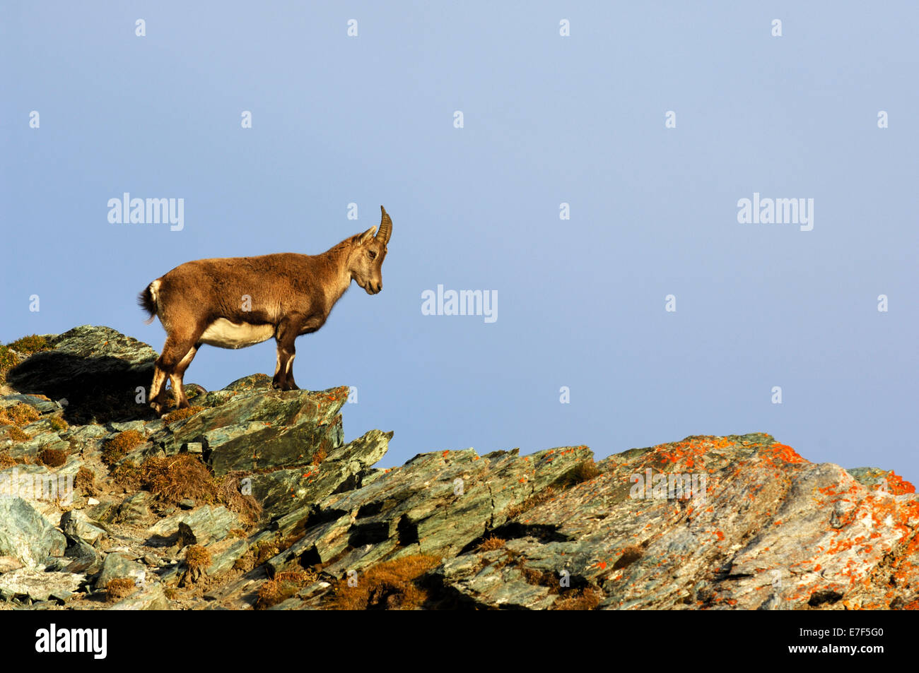 View young alpine ibex hi-res stock photography and images - Alamy