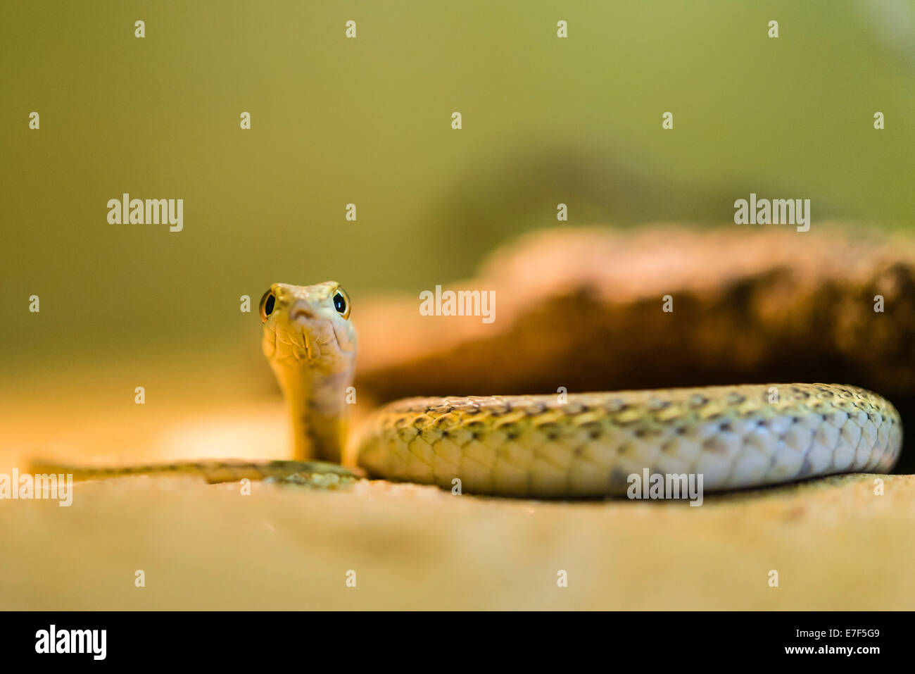 Sand snake hi-res stock photography and images - Alamy