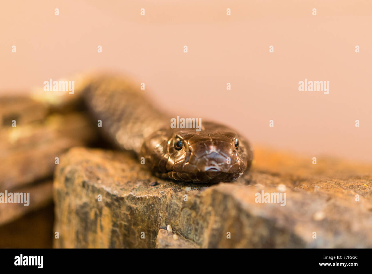 Olive whip snake (Psammophis mossambicus), Swakopmund, Erongo Region ...