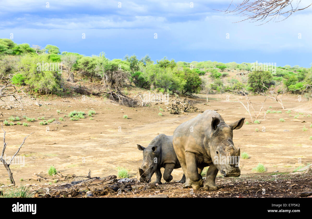 Two White Rhinoceroses or Square-lipped Rhinoceroses (Ceratotherium ...