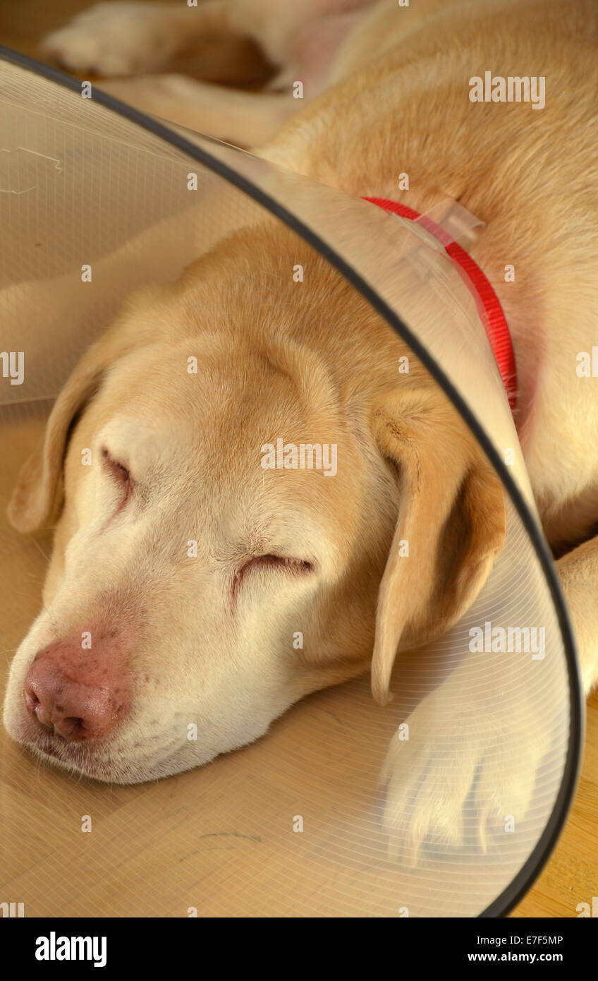 Elizabethan hunting hi-res stock photography and images - Alamy