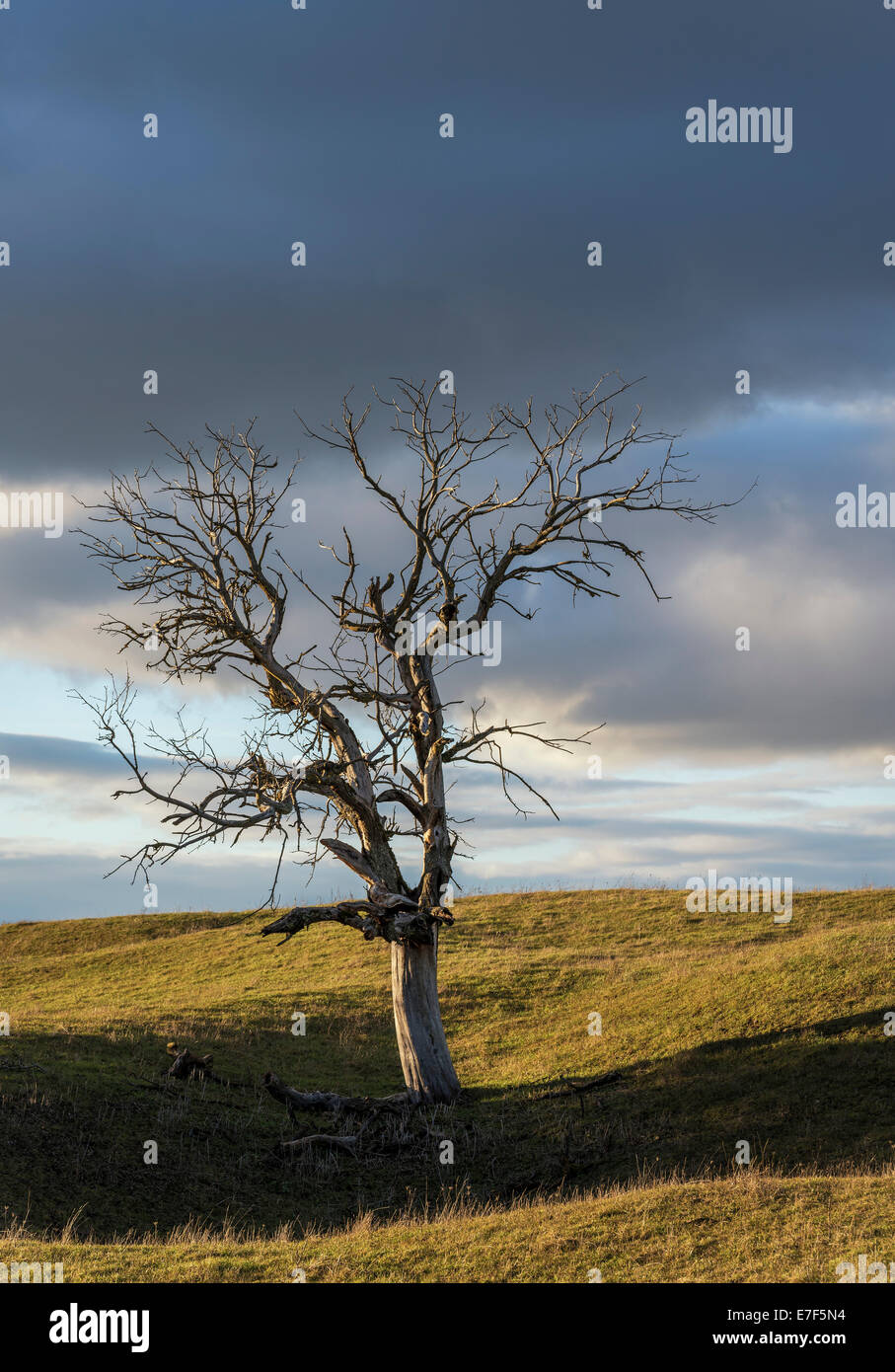Extinct tree hi-res stock photography and images - Alamy