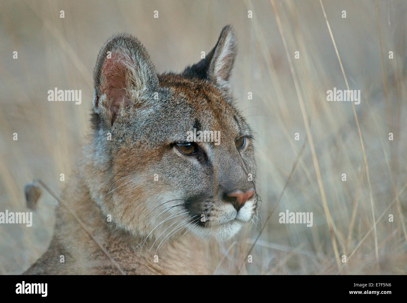 Puma concolor hi-res stock photography and images - Alamy