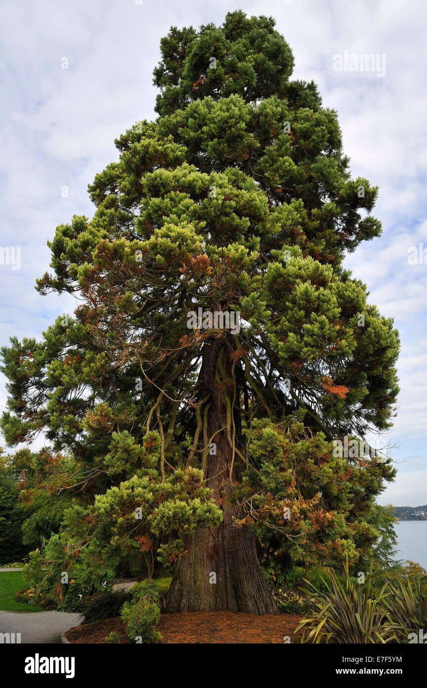 Dawn redwood metasequoia glyptostroboides hi-res stock photography and ...