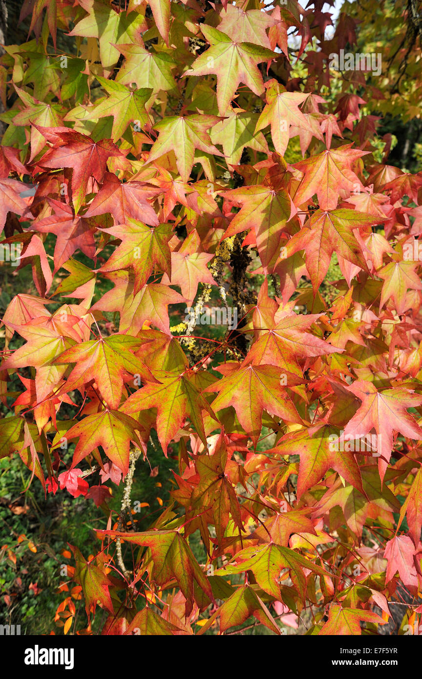 Liquidambar styraciflua autumn hi-res stock photography and images - Alamy