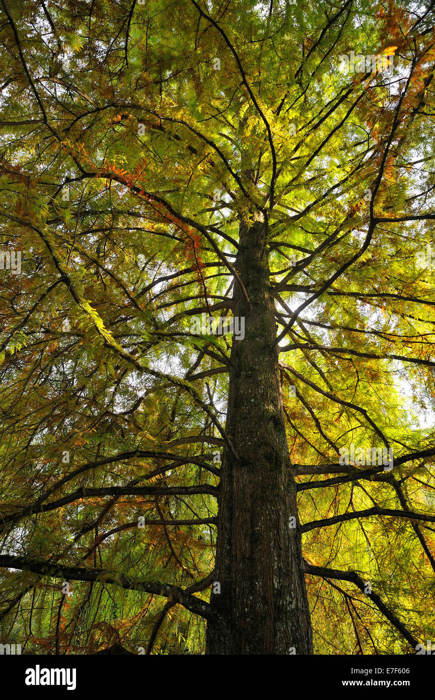 Giant sequoia leaves hi-res stock photography and images - Alamy