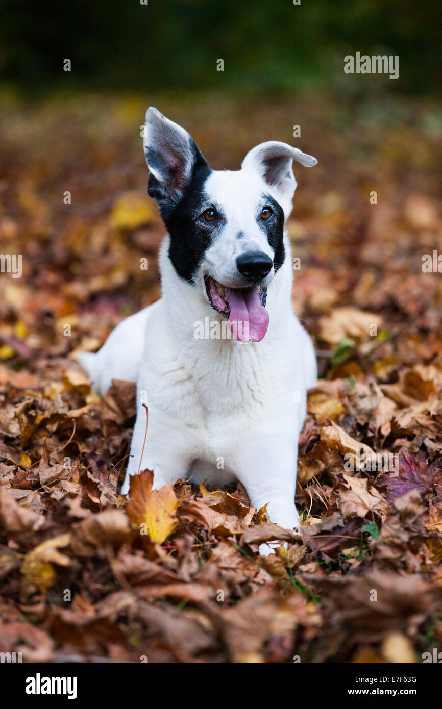 Mixed-breed dog, mongrel, black and white, lying on autumn leaves Stock ...