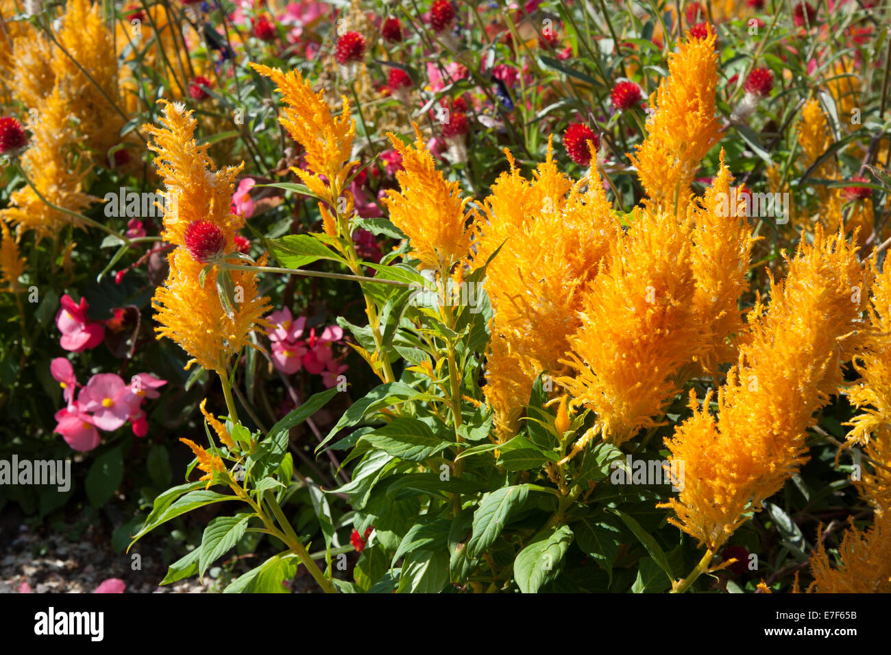 Branches of flowers, flower bush in countryside Stock Photo - Alamy