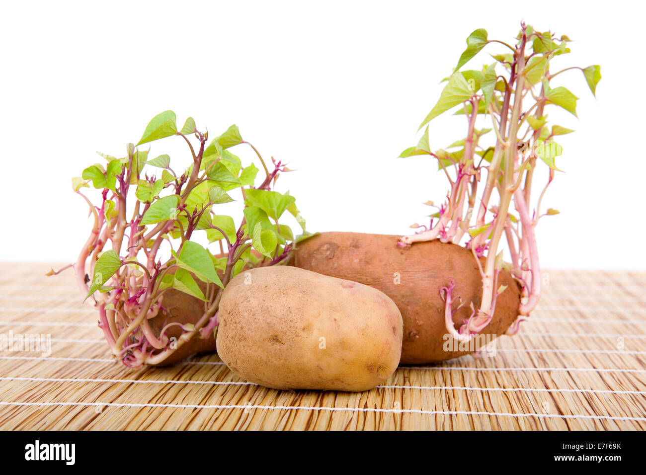 Tubers young potatoes growing potatoes hi-res stock photography and ...