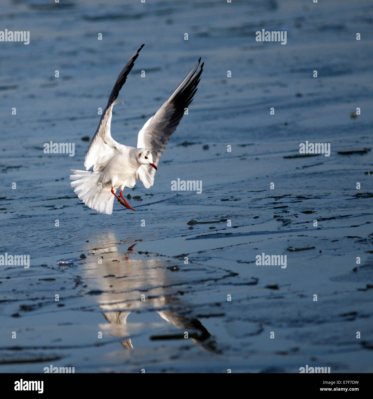 Seagull landing on water hi-res stock photography and images - Alamy
