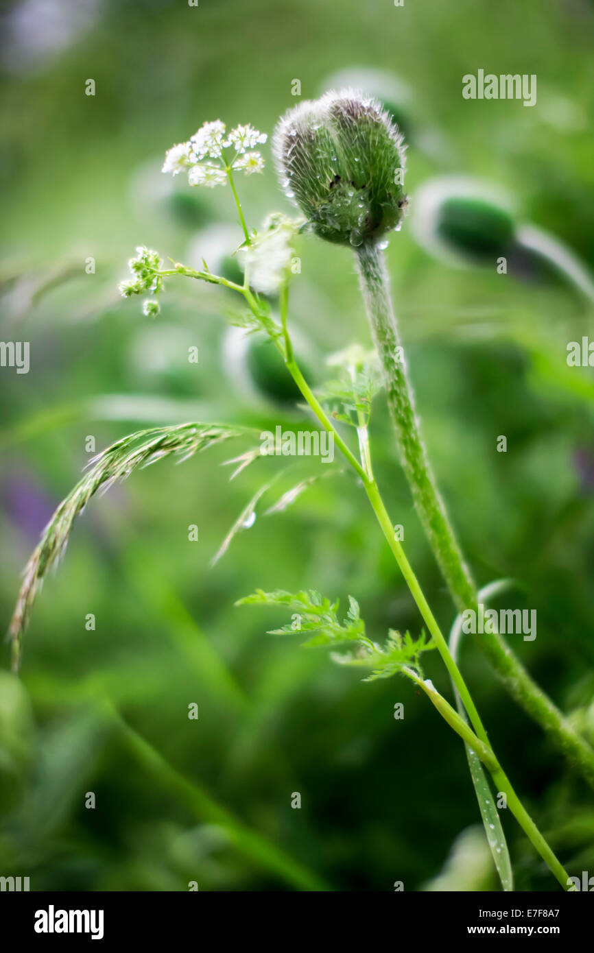 fresh spring green growth Stock Photo - Alamy