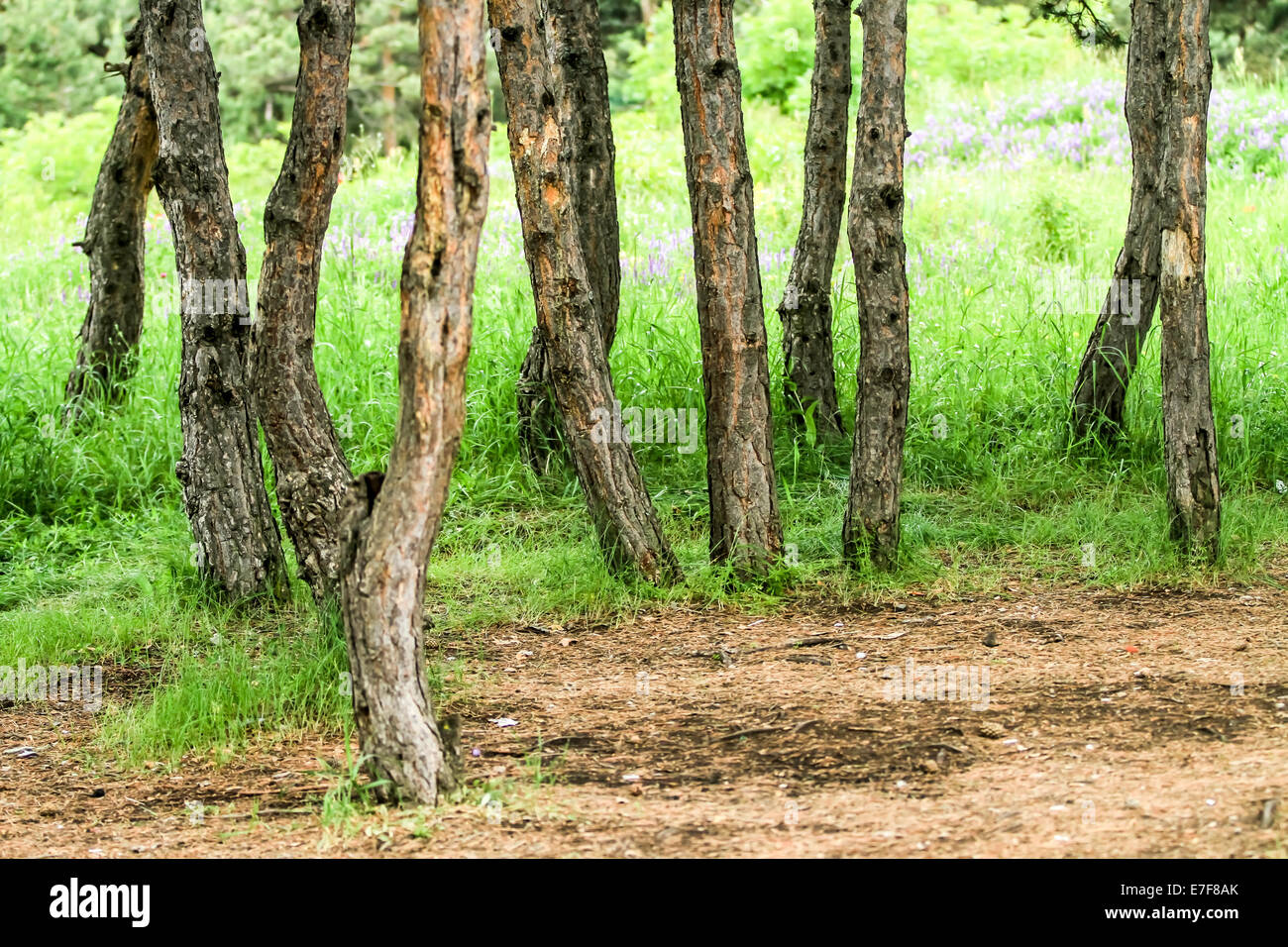 trees in a forest. Photographed in Armenia Stock Photo - Alamy