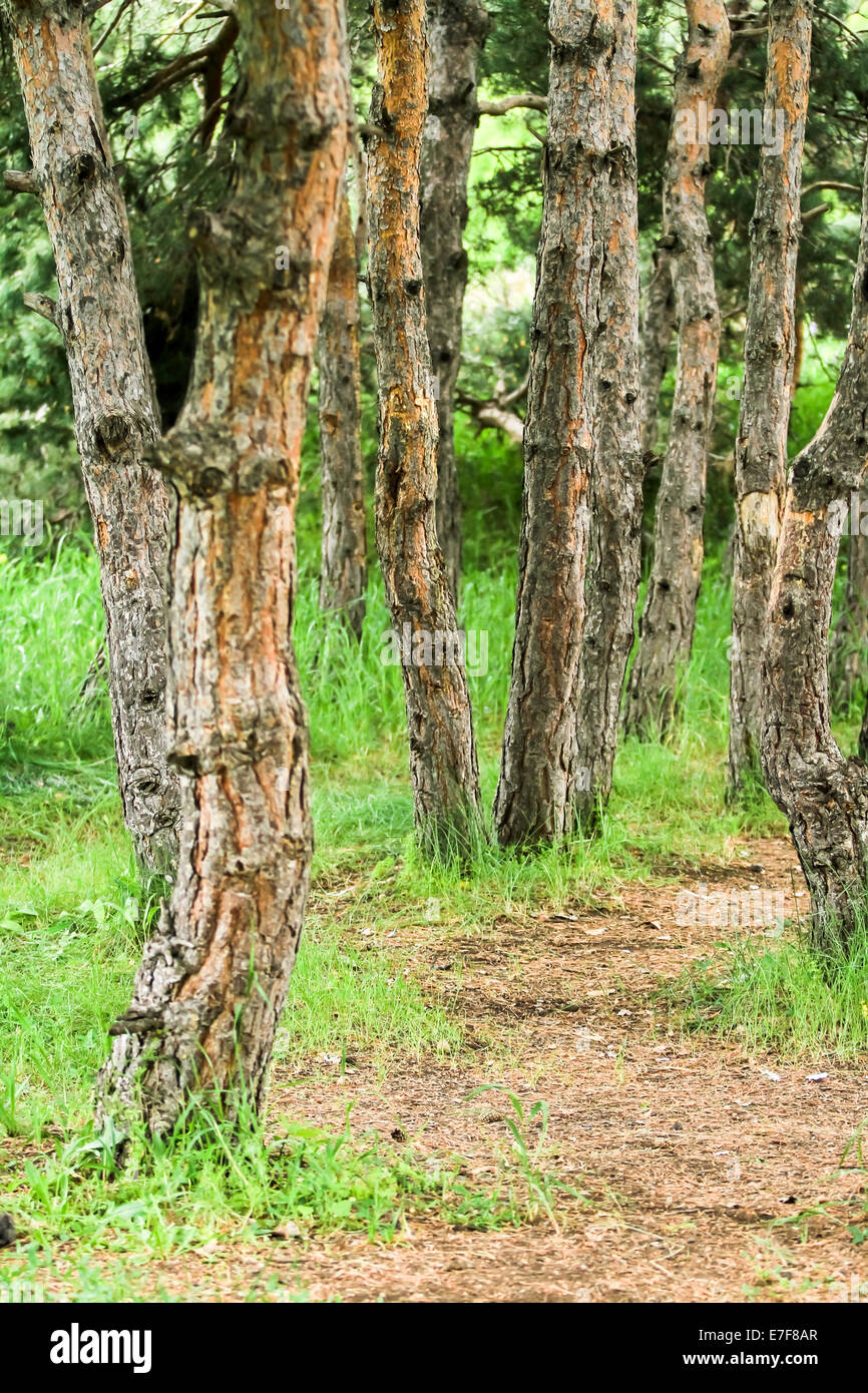 Armenian Forest High Resolution Stock Photography and Images - Alamy