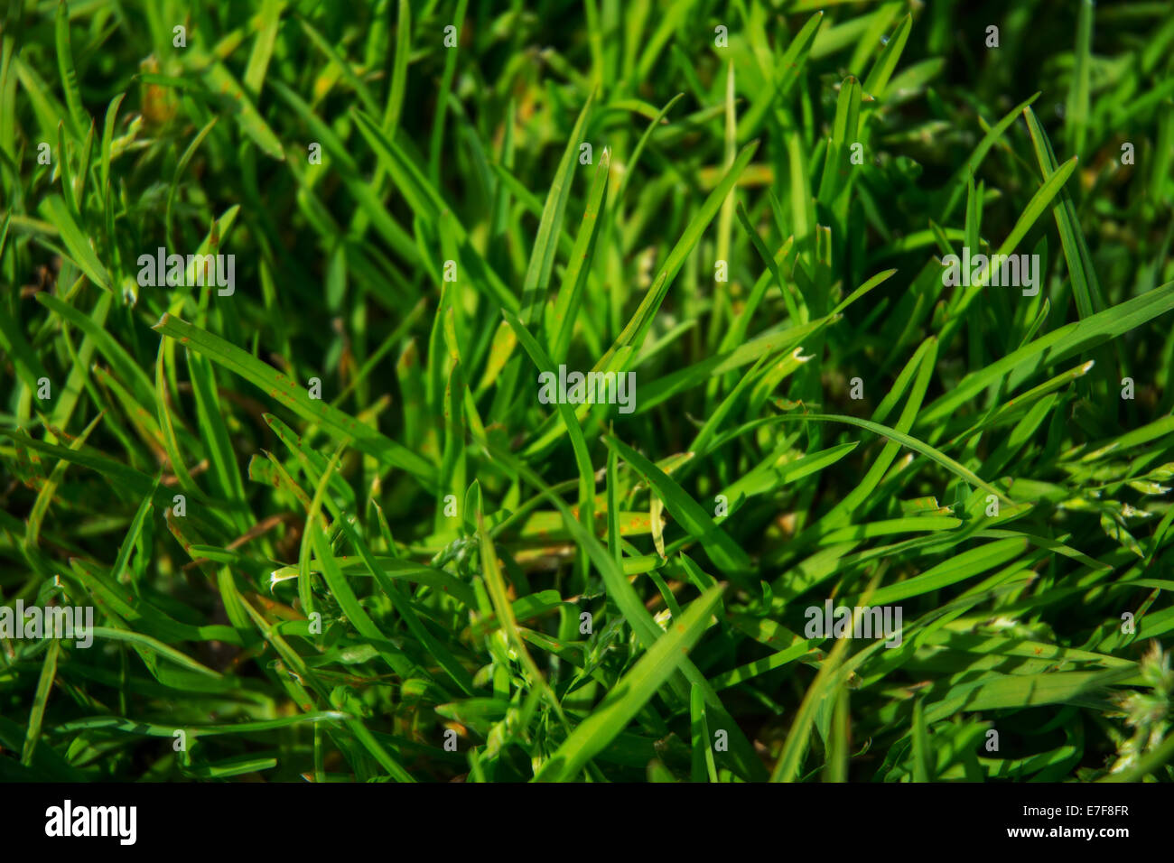 Grass Texture Stock Photos & Grass Texture Stock Images - Alamy