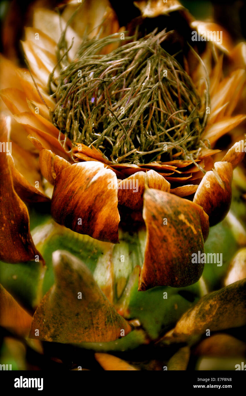 Protia plant hi-res stock photography and images - Alamy