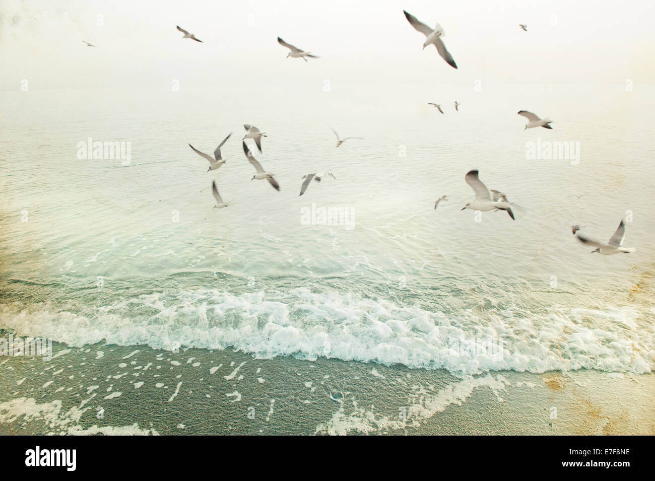 Flying birds by the beach hi-res stock photography and images - Alamy