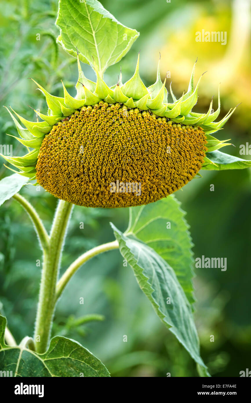 Whole sunflower head hi-res stock photography and images - Alamy