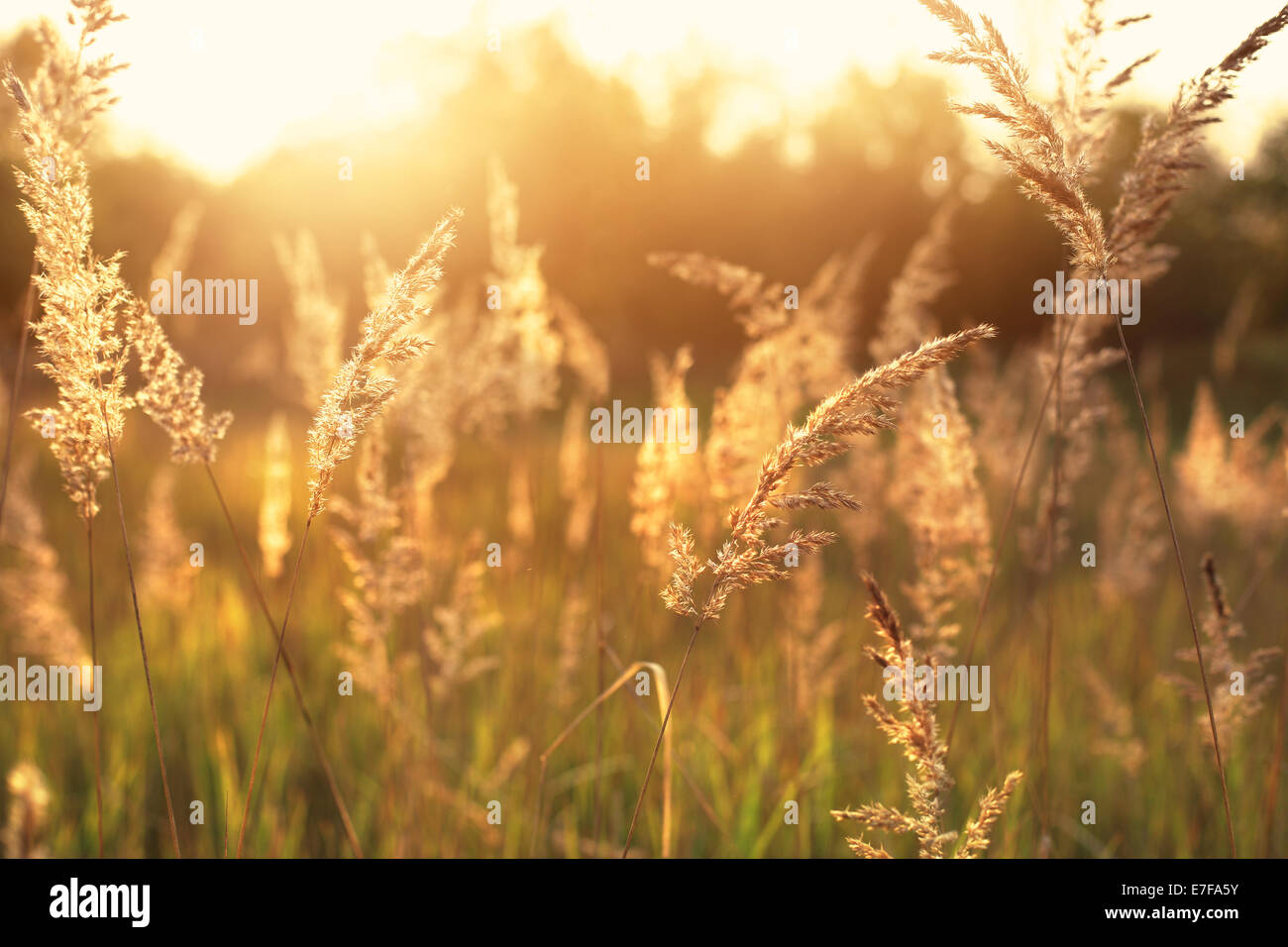 Idyllic hot summer morning on the field Stock Photo - Alamy