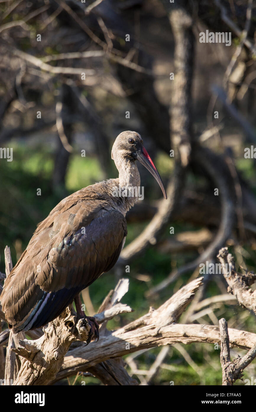 The hadeda ibis hi-res stock photography and images - Alamy