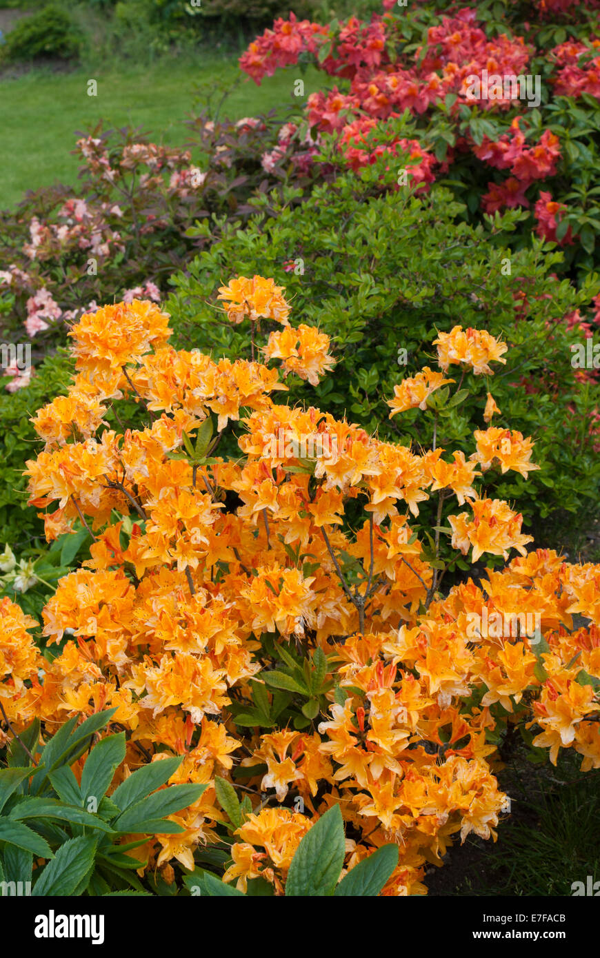 Orange Azalea in a mixed border Stock Photo - Alamy