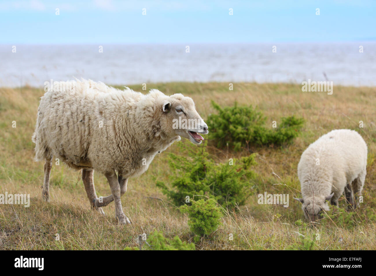 Herd of sheep at unique landform Alvar plain in Matsalu National Park ...