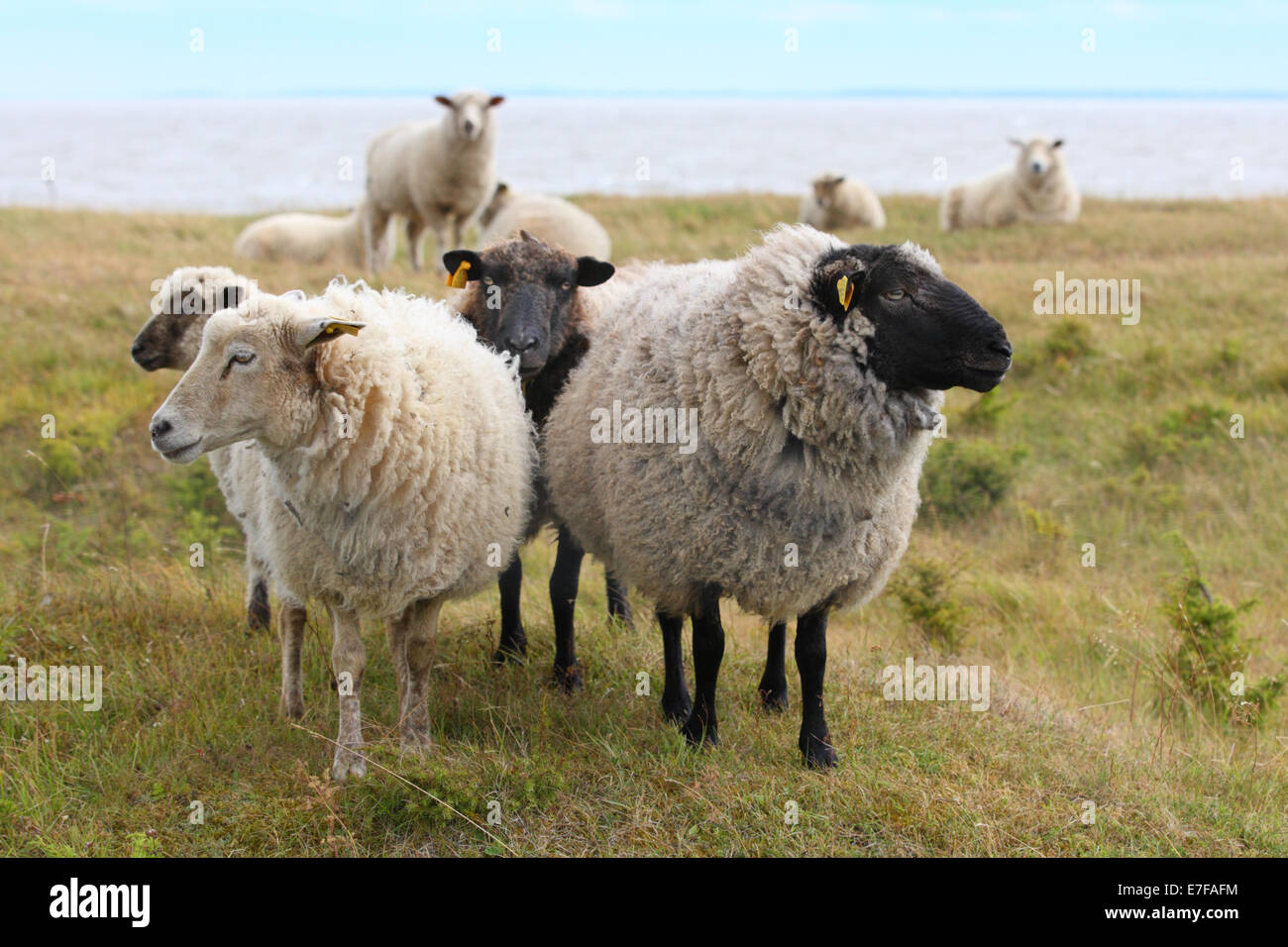 Herd of sheep at unique landform Alvar plain in Matsalu National Park ...
