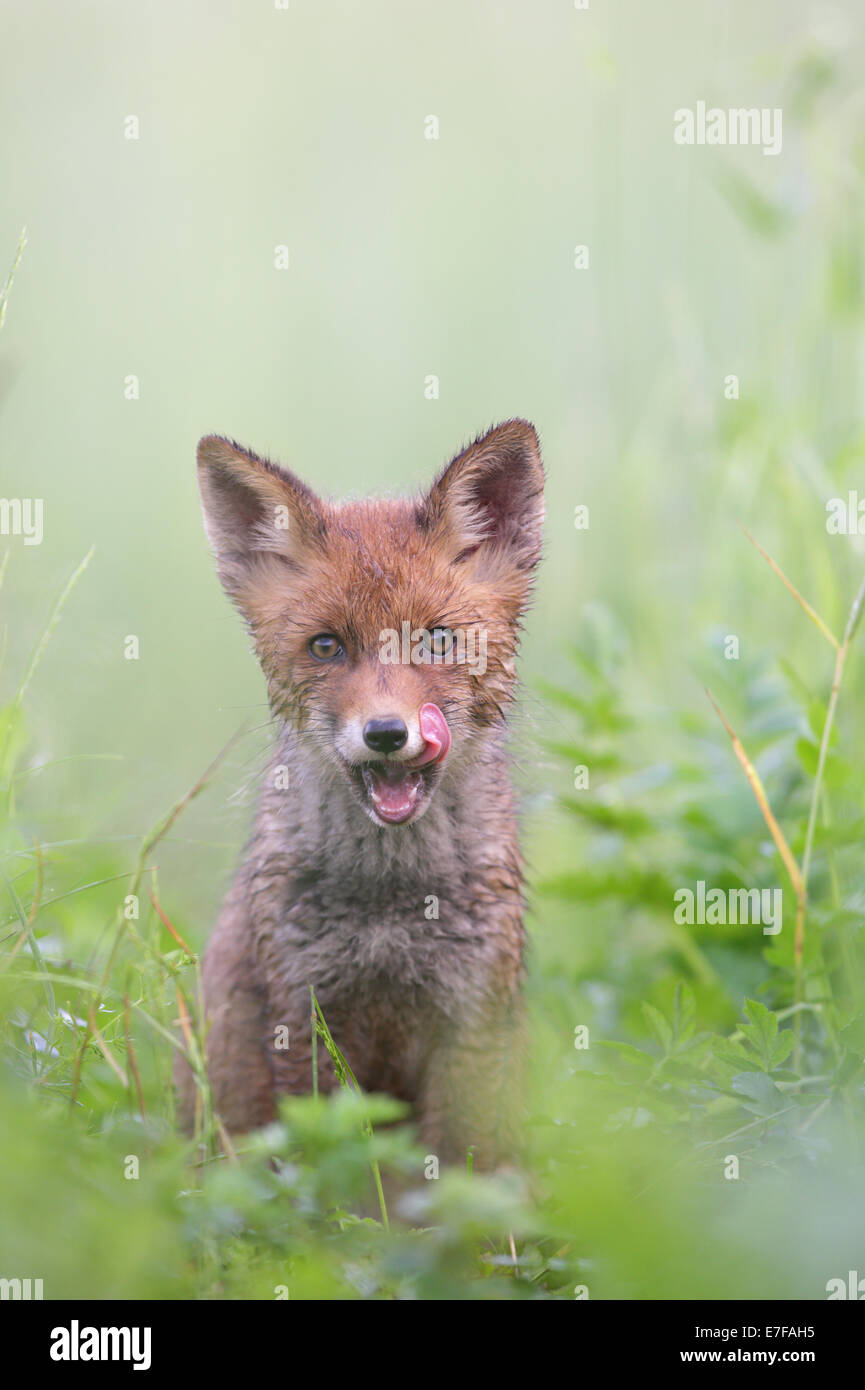Baby red fox vulpes hi-res stock photography and images - Alamy