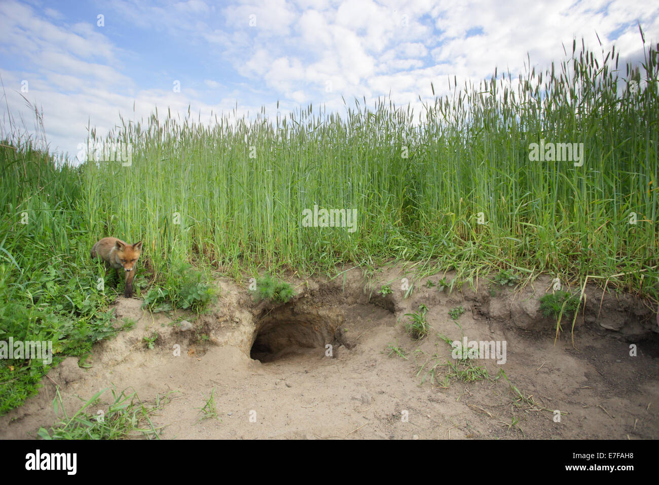 Fox Nest High Resolution Stock Photography and Images - Alamy