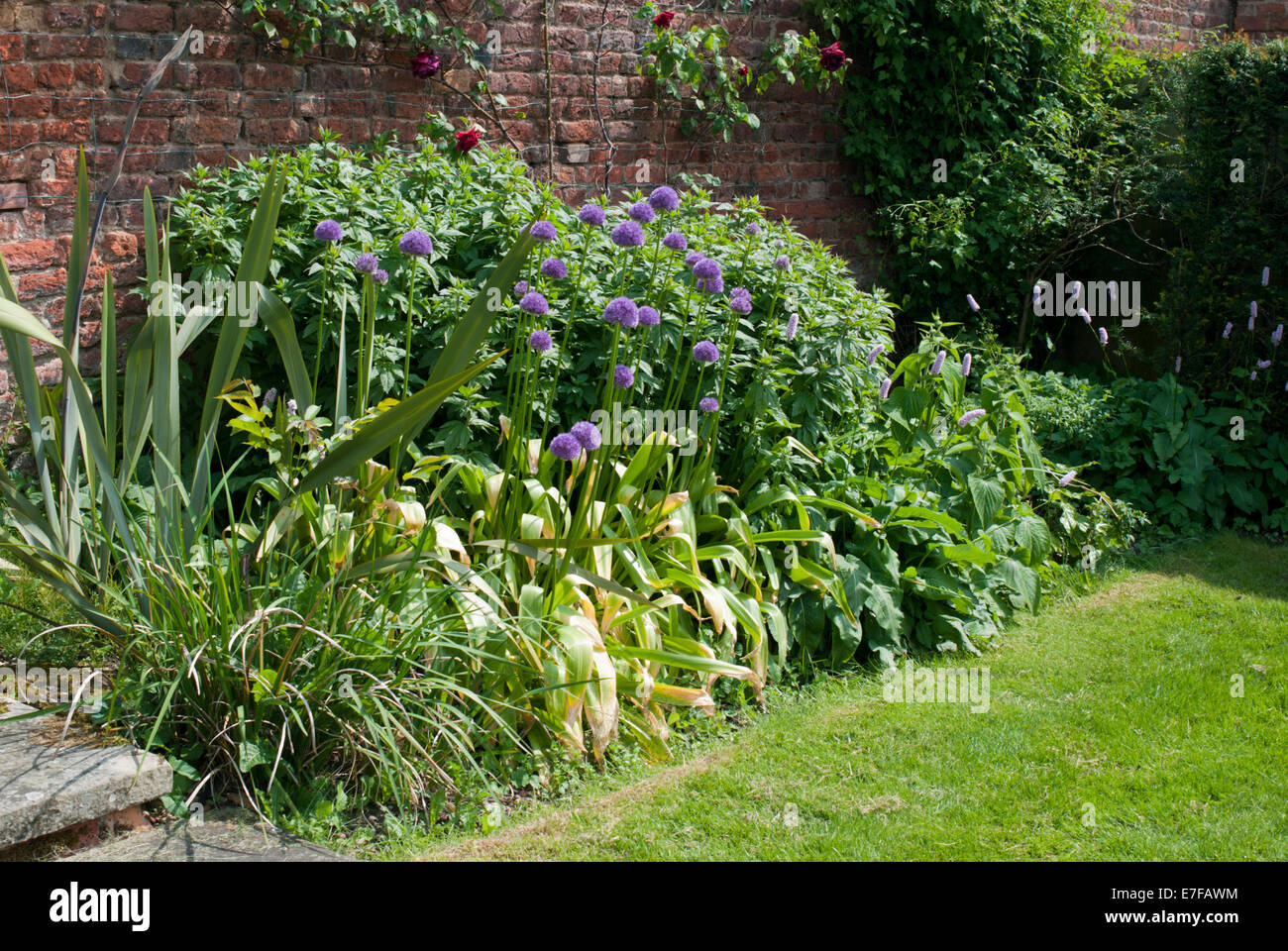 A mix of alliums growing in a herbaceous border Doddington Hall ...