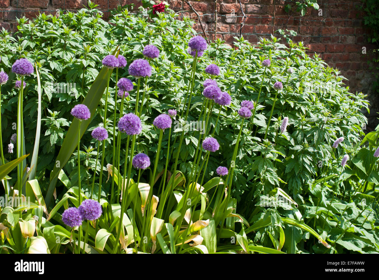 A mix of alliums growing in a herbaceous border Doddington Hall ...